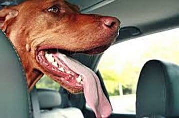 Why Is My Dog Panting and Restless? It's Not Even Hot!