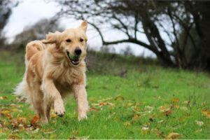17 Reasons Your Dog is Pacing & Unsettled — Why Won't My Dog Relax