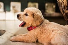 Why Is My Dog Panting and Restless? It's Not Even Hot!