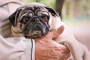What Are the Best Dog Carriers for Pugs? — Pet Carrier Verdict
