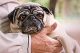 What Are the Best Dog Carriers for Pugs? — Pet Carrier Verdict