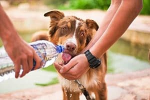 My Dog Is Drinking A Lot Of Water Suddenly — Why Are They So Thirsty?
