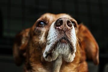 10 Things That You MUST Do if Your Dog is Dehydrated!