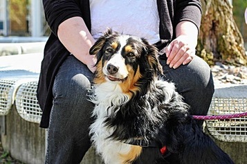 What is a Normal Pee Color for Dogs? — Dog Urine Color Chart