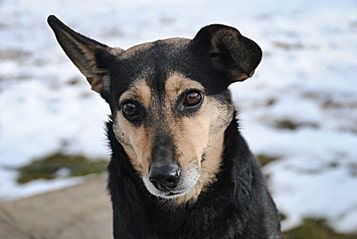 Dog Ear Bleeding — How to Stop a Dog's Ear from Bleeding