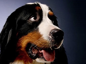 Dogs Do Get Hiccups — Why And What Can You Do To Get Rid Of Them?