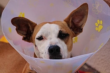 Dog Ear Bleeding — How to Stop a Dog's Ear from Bleeding