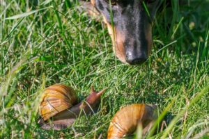 What Should I Do if My Dog Ate a Slug? — Pet Carrier Verdict