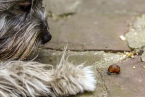 What Should I Do if My Dog Ate a Slug? — Pet Carrier Verdict
