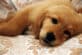 Do Dogs Feel Sadness? — Turn That Frown Upside Down