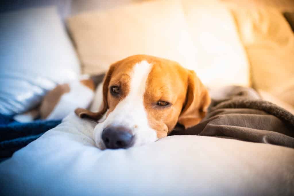 Do Dogs Feel Sadness? — Turn That Frown Upside Down