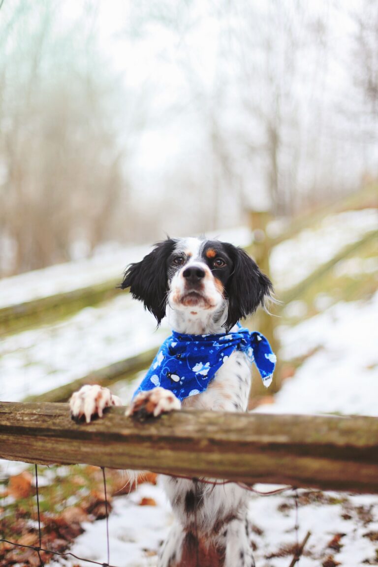Keeping Dogs Warm in Winter — Can Dogs Handle Cold Weather?