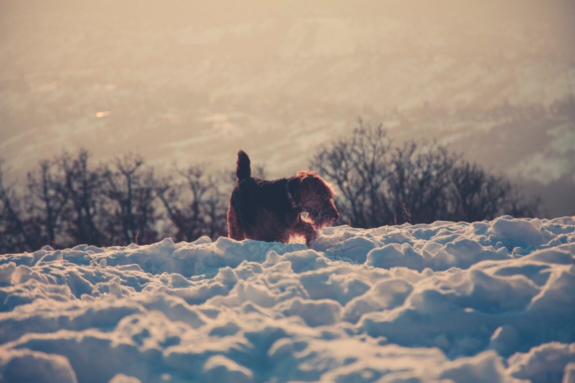 Keeping Dogs Warm in Winter — Can Dogs Handle Cold Weather?