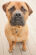 Do Dogs Feel Sadness? — Turn That Frown Upside Down