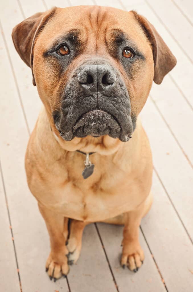 Do Dogs Feel Sadness? — Turn That Frown Upside Down