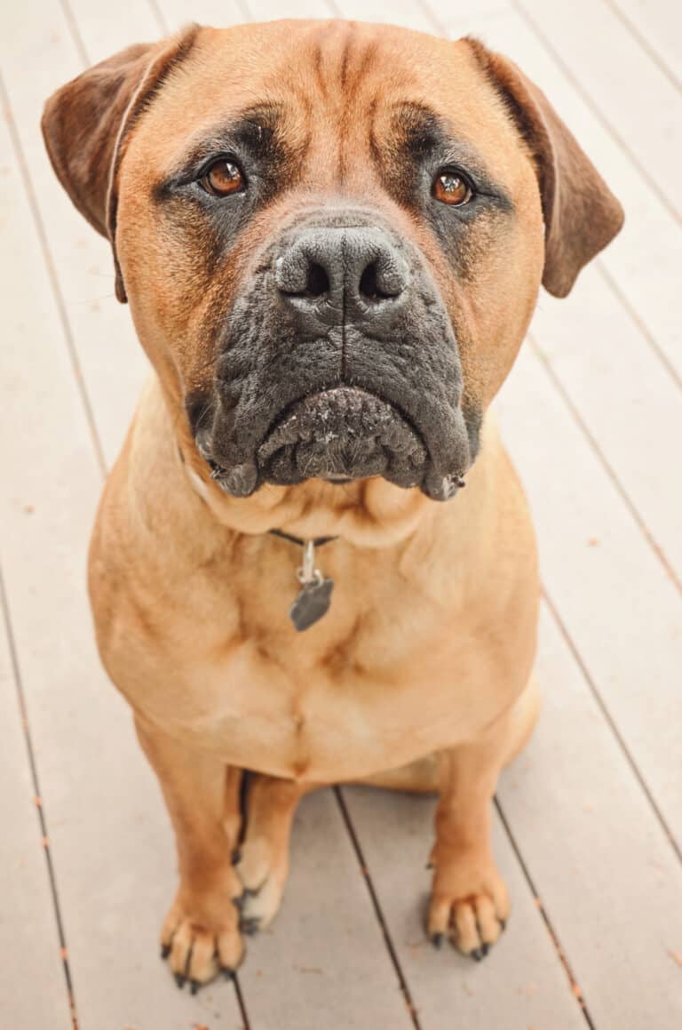 Do Dogs Feel Sadness? — Turn That Frown Upside Down
