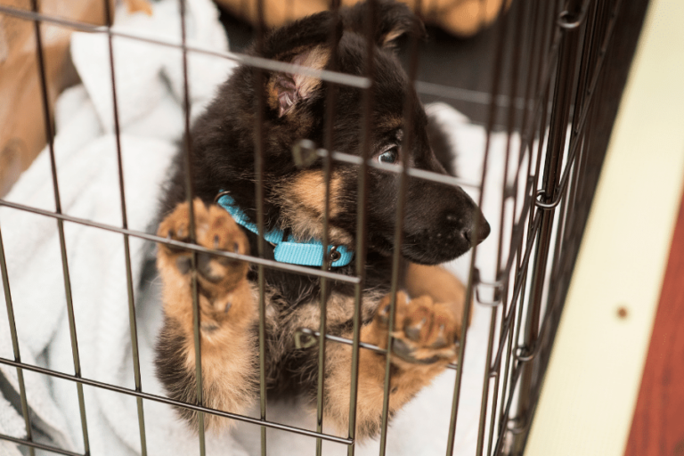 My Dog Freaks Out in Crate — Tips to Reduce Anxiety & Calm Your Dog