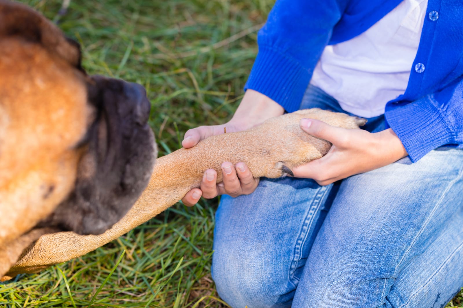 My Dog's Paws Are Cold – Should I Be Worried? — Pet Carrier Verdict