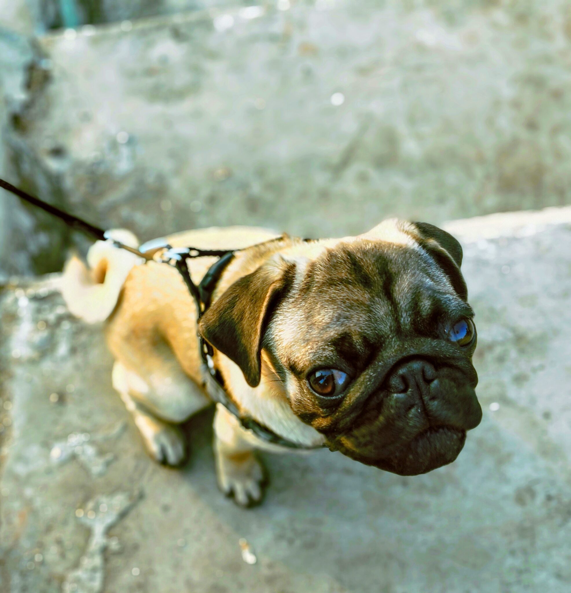 My Dog Refuses to Walk on the Leash — Let's Go Fido!