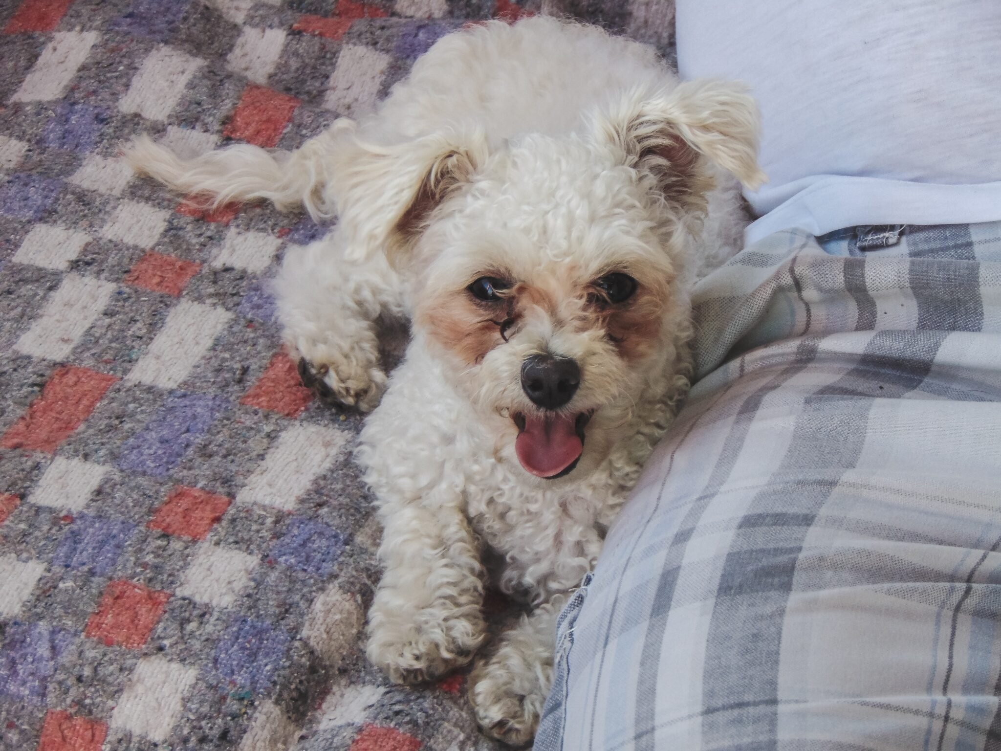 Dogs Small Enough To Fly In Cabin — Fit Under Airplane Seat