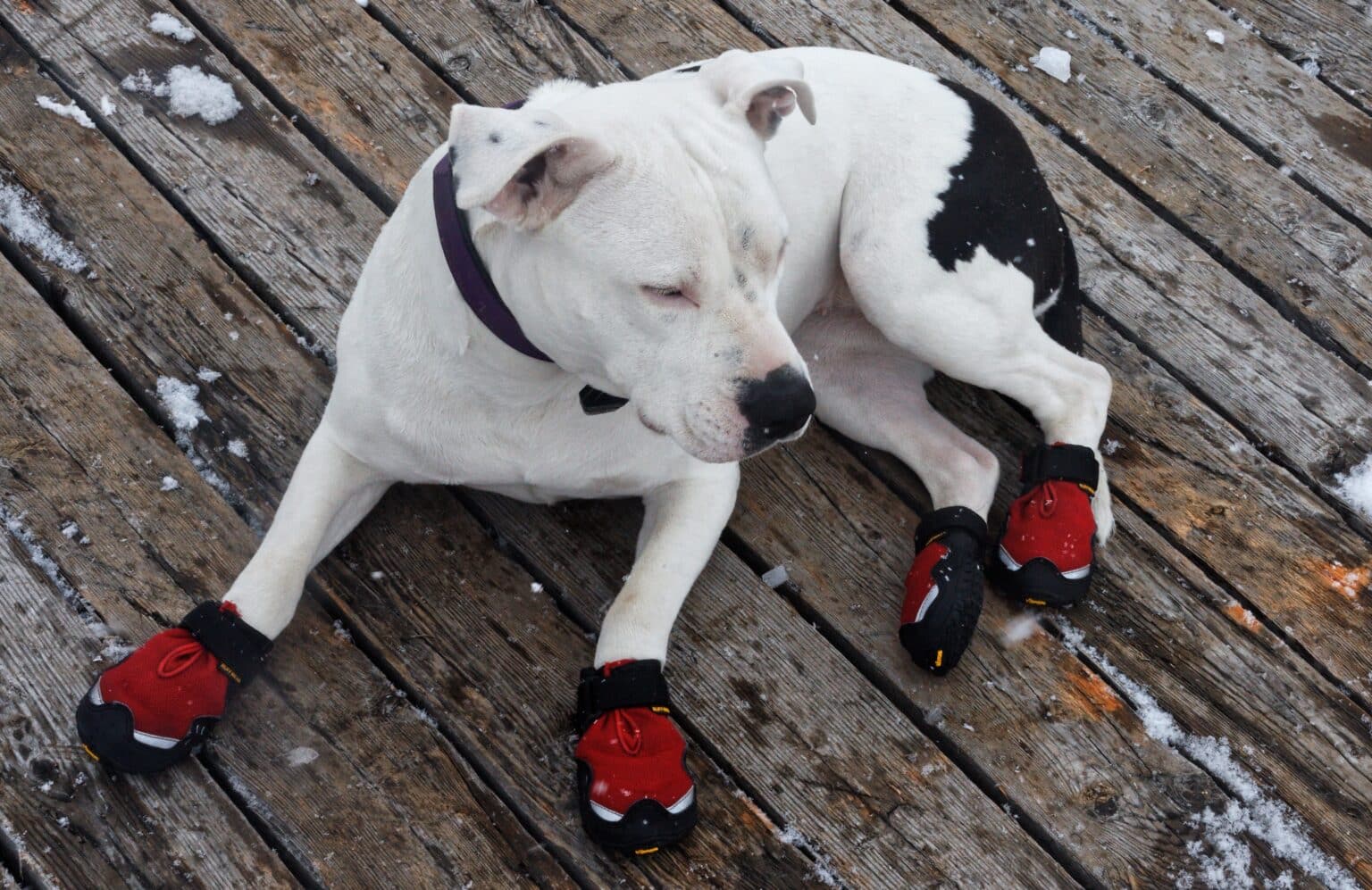 How to Keep Your Dog's Paws Warm and Safe in Cold Weather