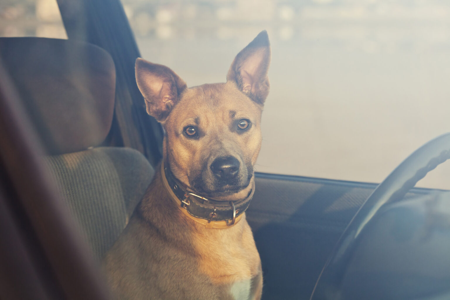 The Complete Guide to Taking Your Dog in the Car — Pet Carrier Verdict