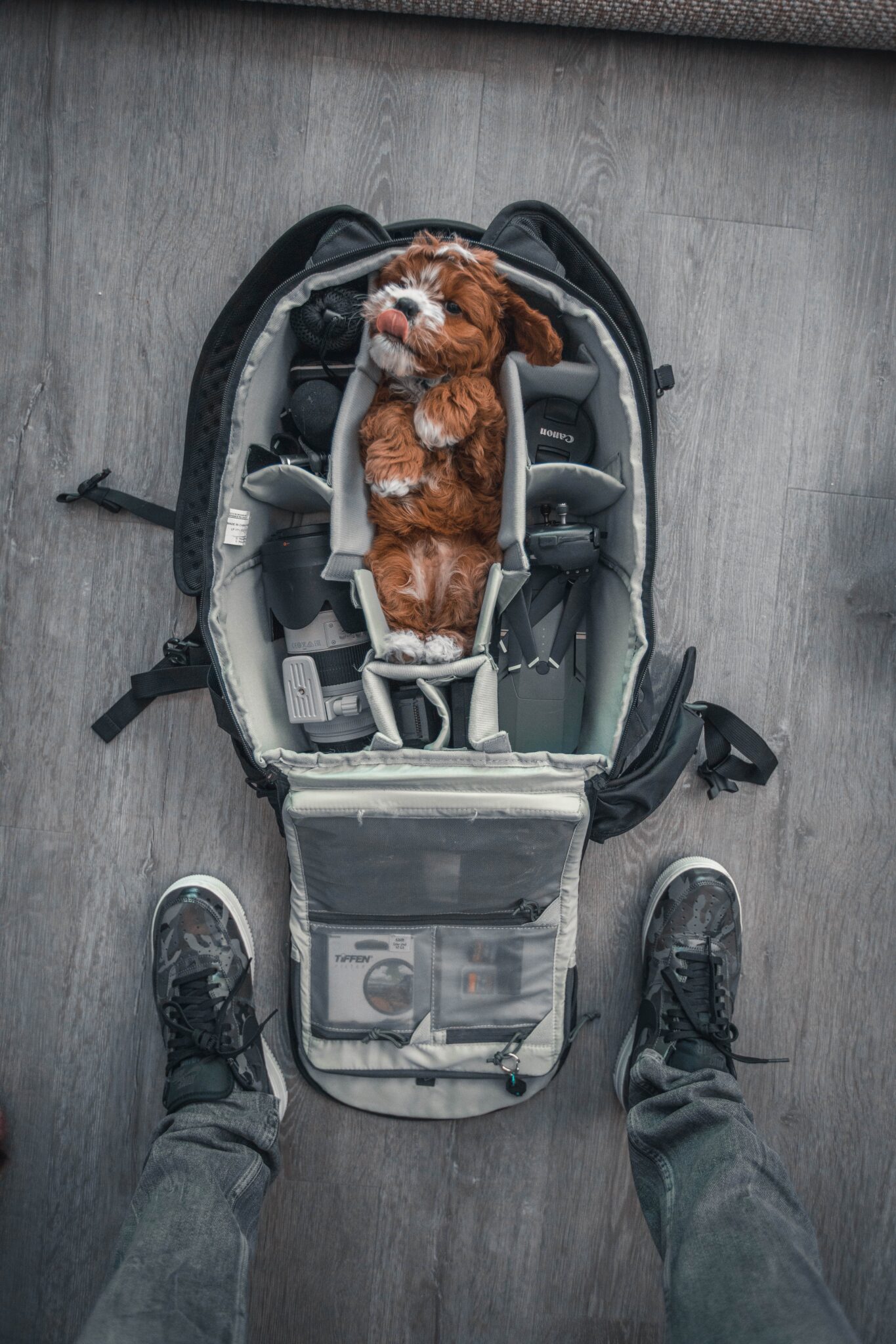 Flying With Your Dog — How To Get Your Dog On An Airplane