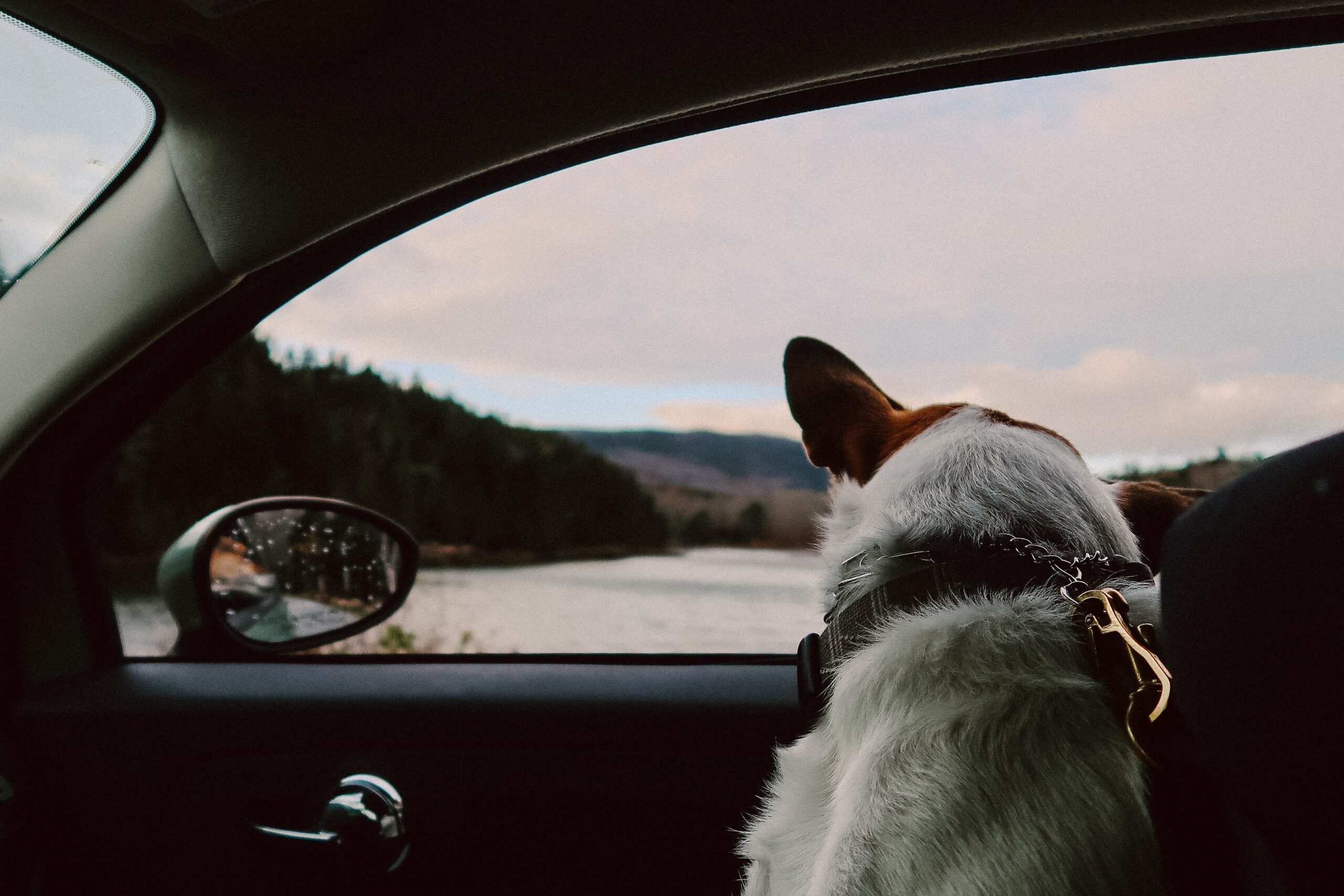 Does Uber Allow Dogs? | Yes, if You Do This First
