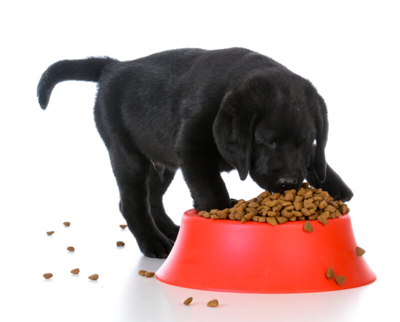 Best Food for Lab Puppy — What Should You Feed Your Labrador?