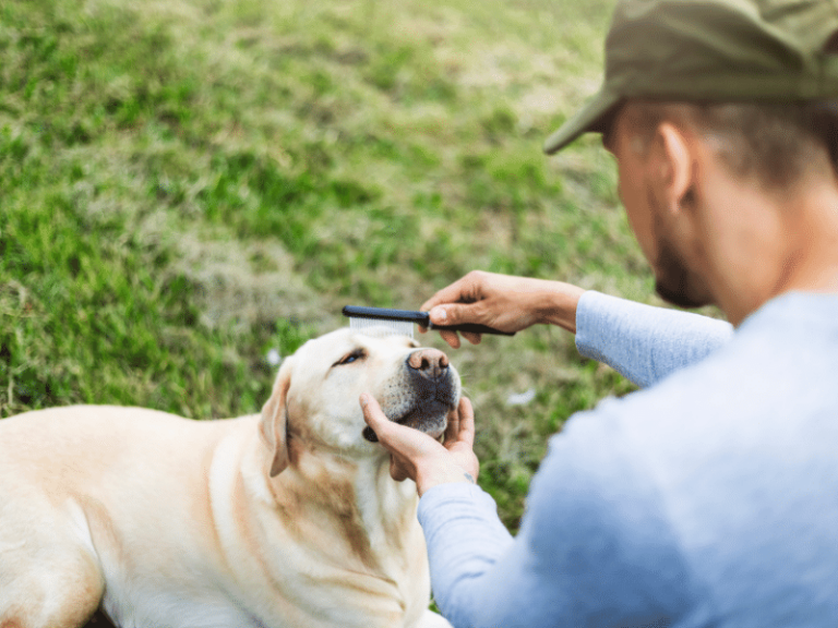 How To Take Care of a Labrador Puppy — Food, Training and More!