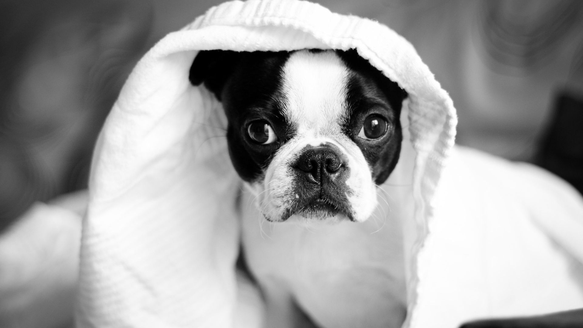 Should You Cover a Dog Crate? — Everything You Need to Know