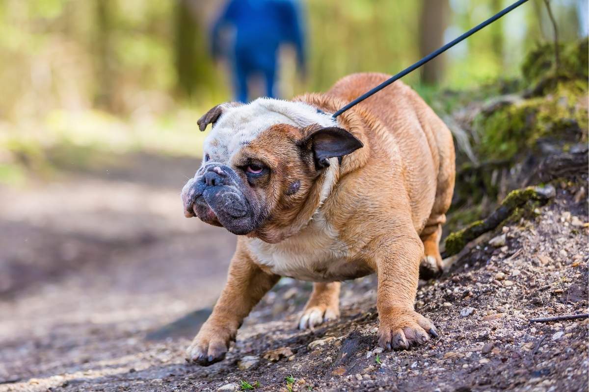 My Dog Refuses to Walk on the Leash — Let's Go Fido!