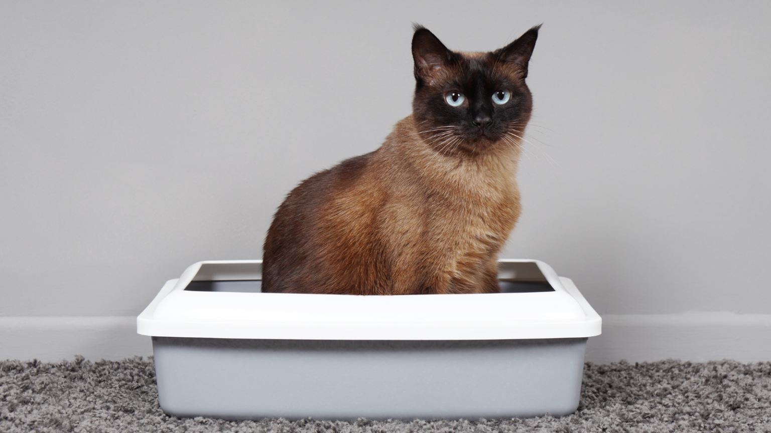 Why Do Dogs Eat Cat Poop? — Pet Carrier Verdict