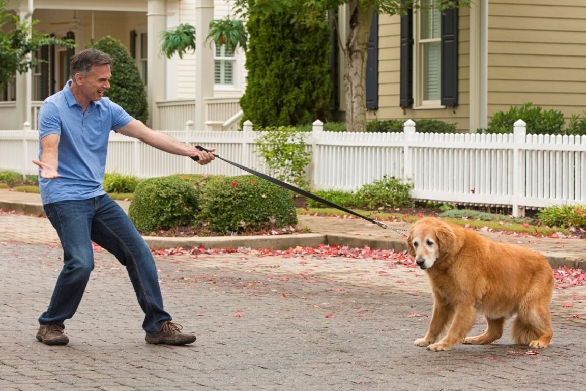 My Dog Refuses to Walk on the Leash — Let's Go Fido!