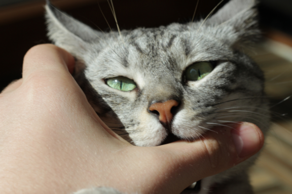 Cat Love Bites — Why Do Cats Nibble On You And How To Stop Them?