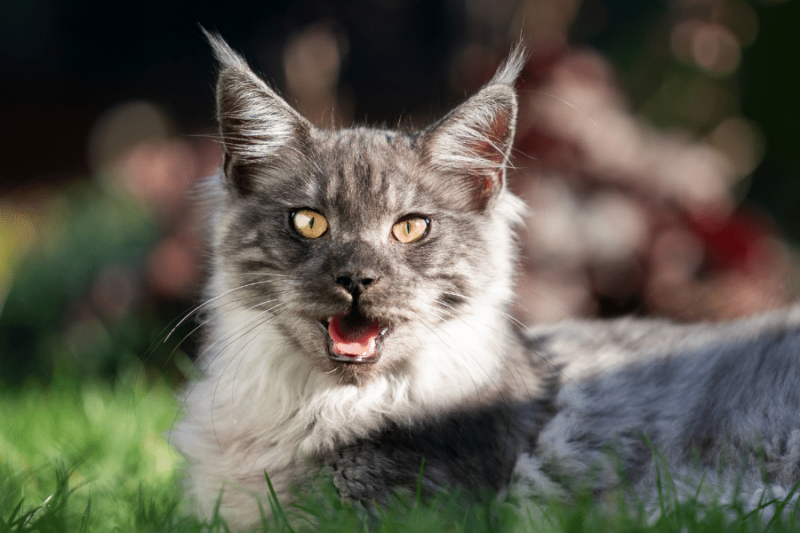 Why Is My Cat Panting In The Car — How Do You Stop Them Panting?