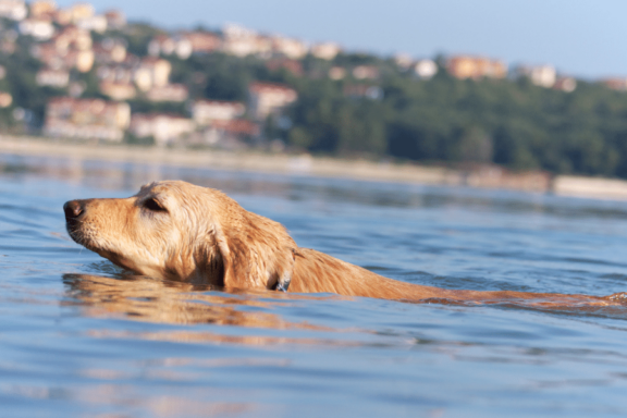 Do All Dogs Swim? — Which Breeds Are The Best Natural Swimmers