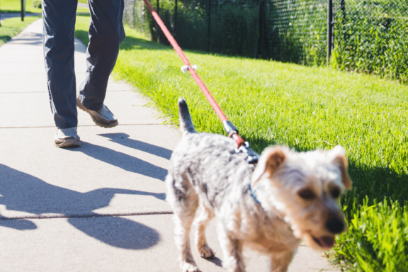 Dog Walking Sideways — Common Reasons Dogs Walk Crooked