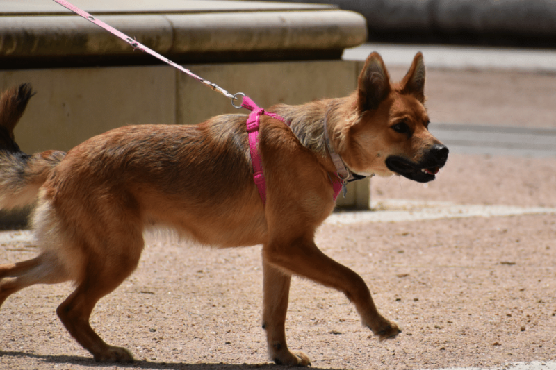 Dog Walking Sideways — Common Reasons Dogs Walk Crooked