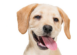 Do Dogs Actually Smile? — What Does A Puppy Grin Really Mean?