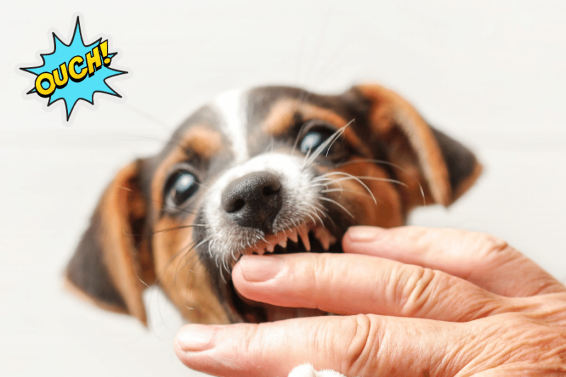 How To Stop Puppy Biting — 12 Ways To Stop Puppies From Biting