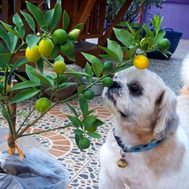 How To Get Rid Of Dog Smell — Pet Carrier Verdict