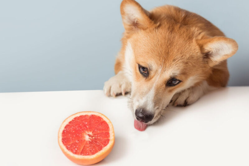 12 Smells Dogs Hate — Are They Safe To Use As Deterrents?