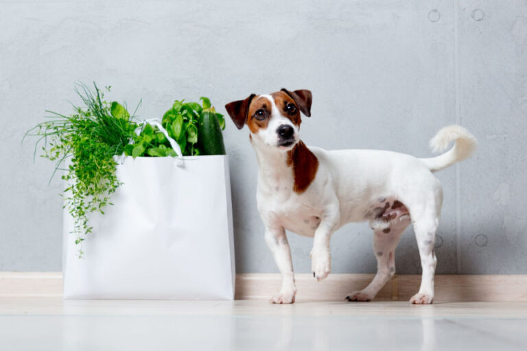 12 Smells Dogs Hate — Are They Safe To Use As Deterrents?
