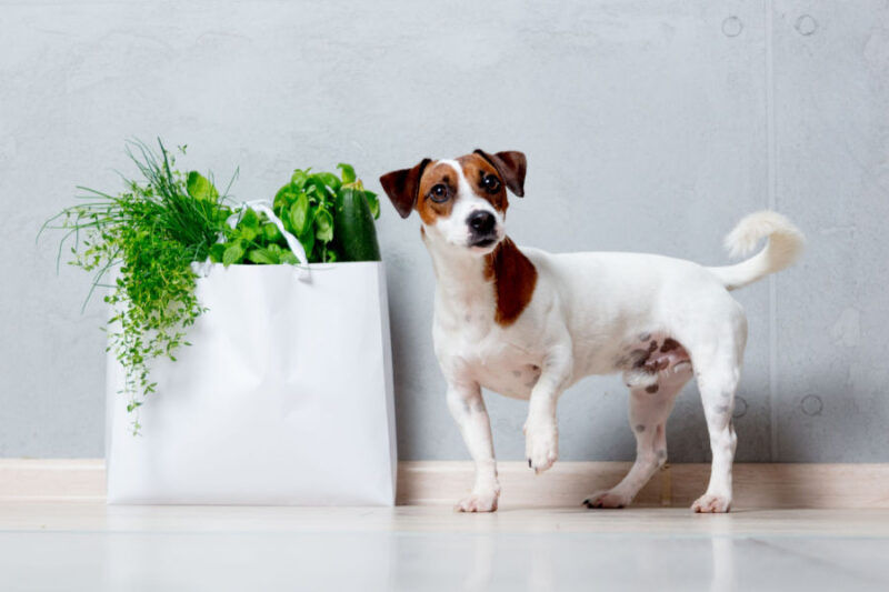 12 Smells Dogs Hate — Are They Safe To Use As Deterrents?