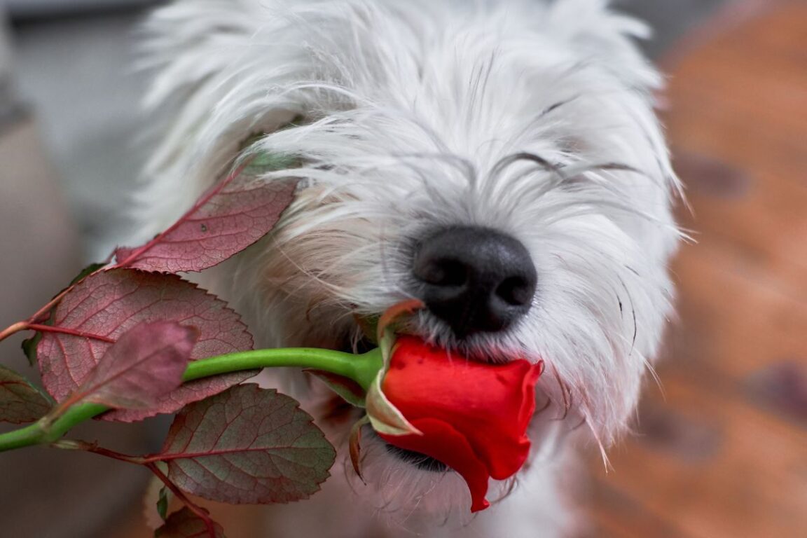 Are Roses Toxic For Dogs? — Poisonous Plant Information