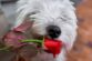 Are Roses Toxic For Dogs? — Poisonous Plant Information
