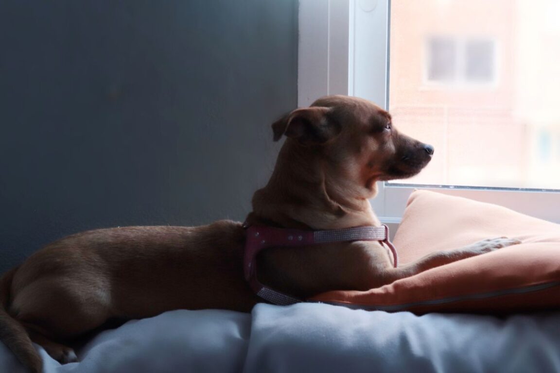 Dog Window Perch — DIY Ideas + Product Recommendations