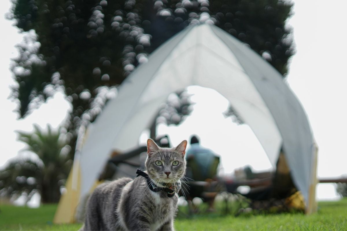 Going Camping With Your Cat — Complete How To Guide