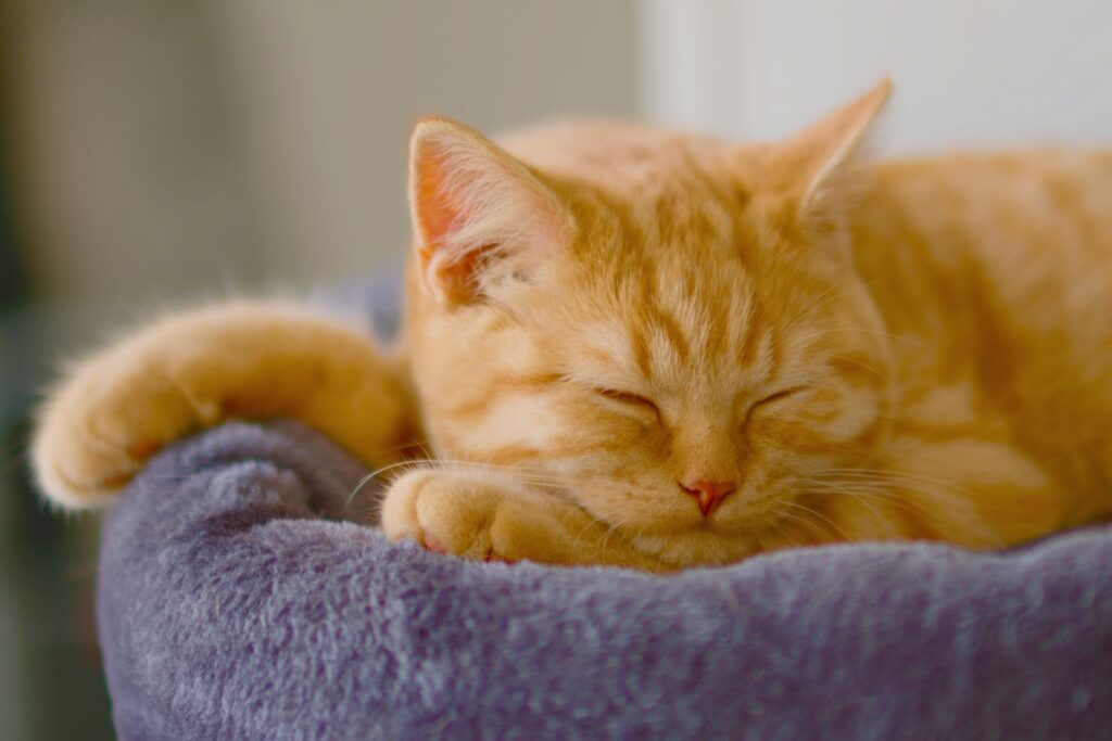 Medicine To Keep Cats Calm During Travels — Pet Carrier Verdict